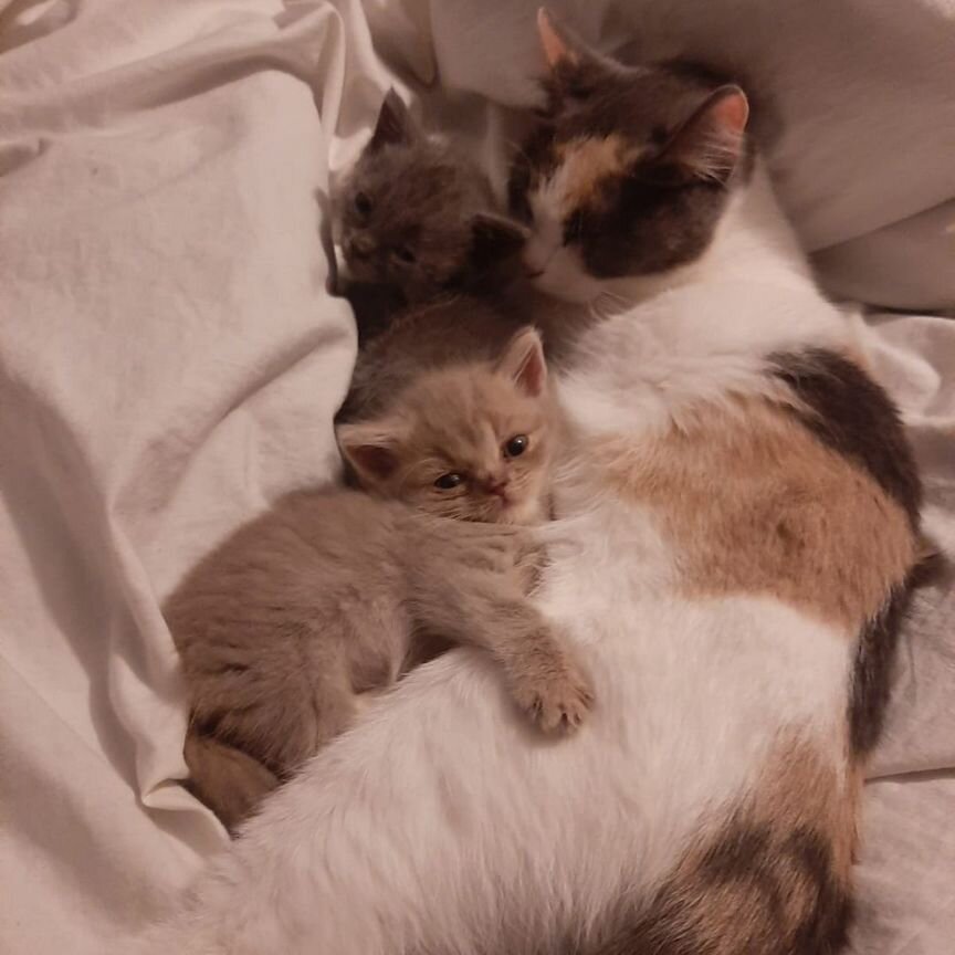 Котята