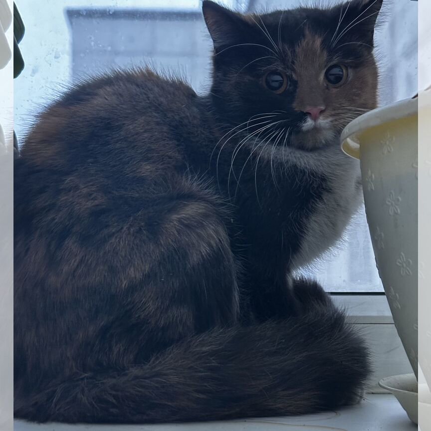 Британская короткошёрстная, взрослая кошка