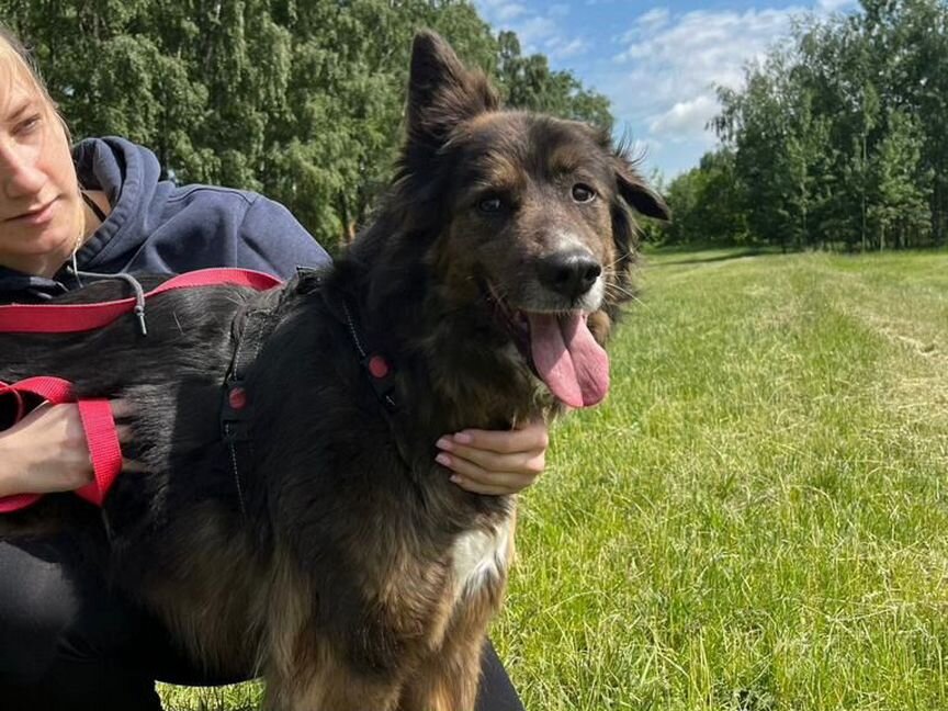 Собака в добрые руки