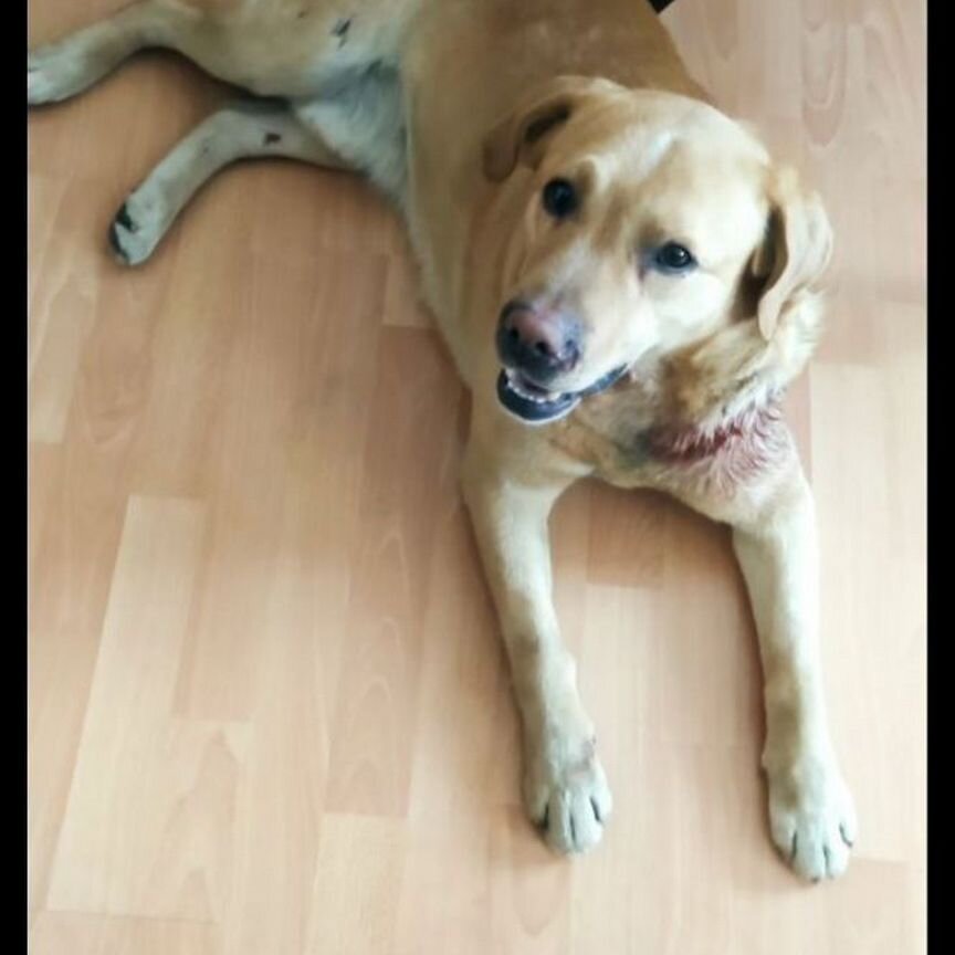 Лабрадор добрый, ласковый ищет дом и семью