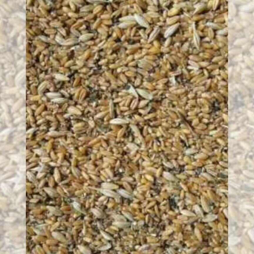 Зерноотходы пшенично - ячменные