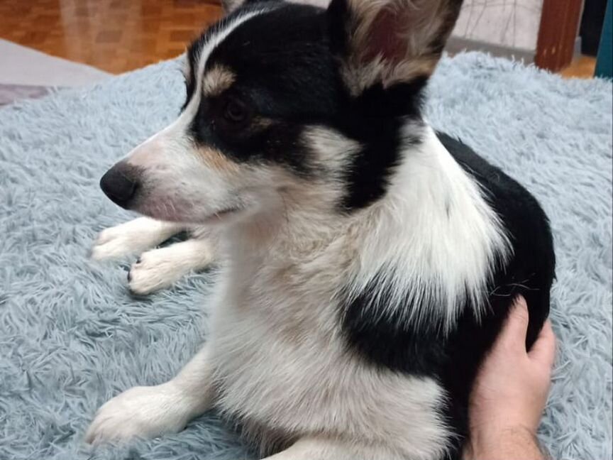 Вельш-корги кардиган