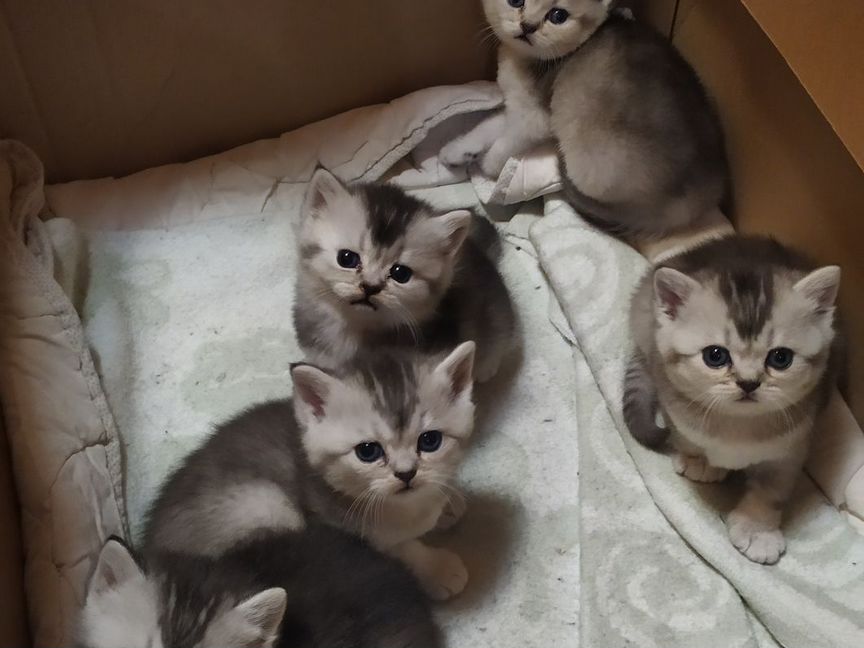 Шотландские котята