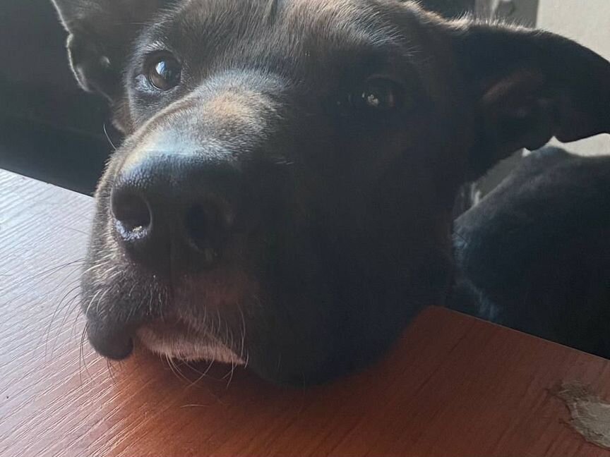 Собака в добрые руки отдам бесплатно