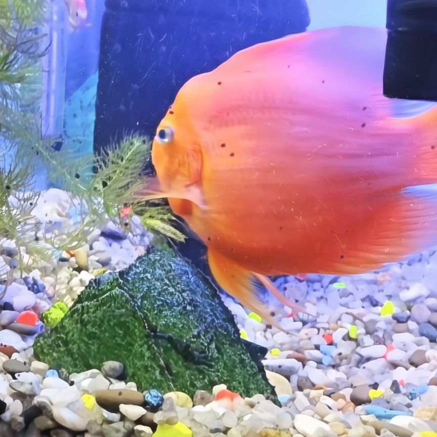 Продам аквариумных рыбок