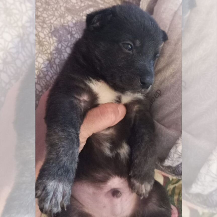 Щенок в добрые руки бесплатно