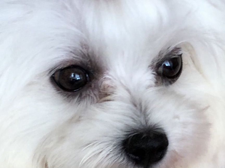 Мальтийская болонка