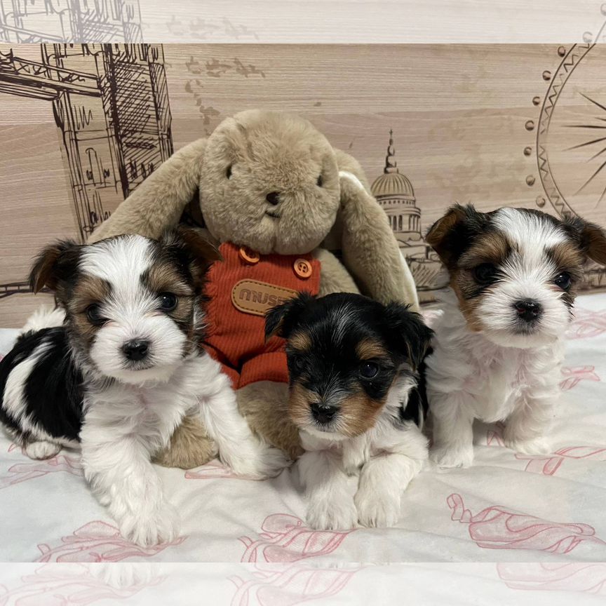 Бивер-йоркширский терьер, щенок