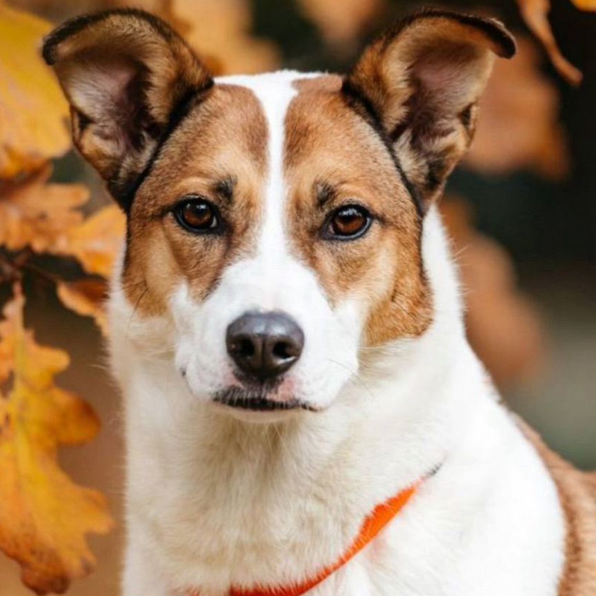 Взрослая собака в добрые руки