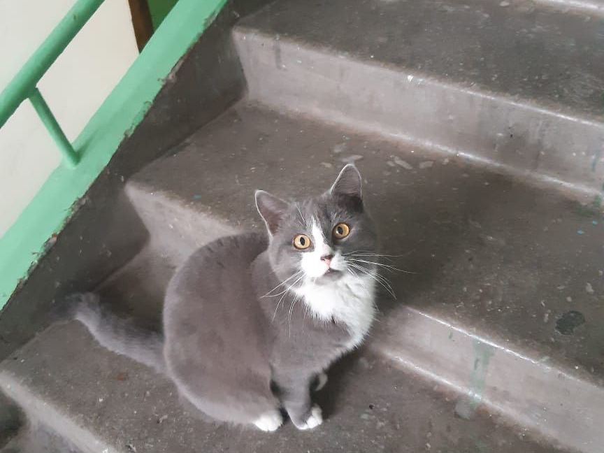 Котенок по имени Гав ищет верных хозяев