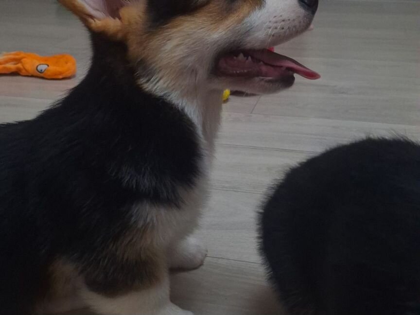 Вельш-корги пемброк