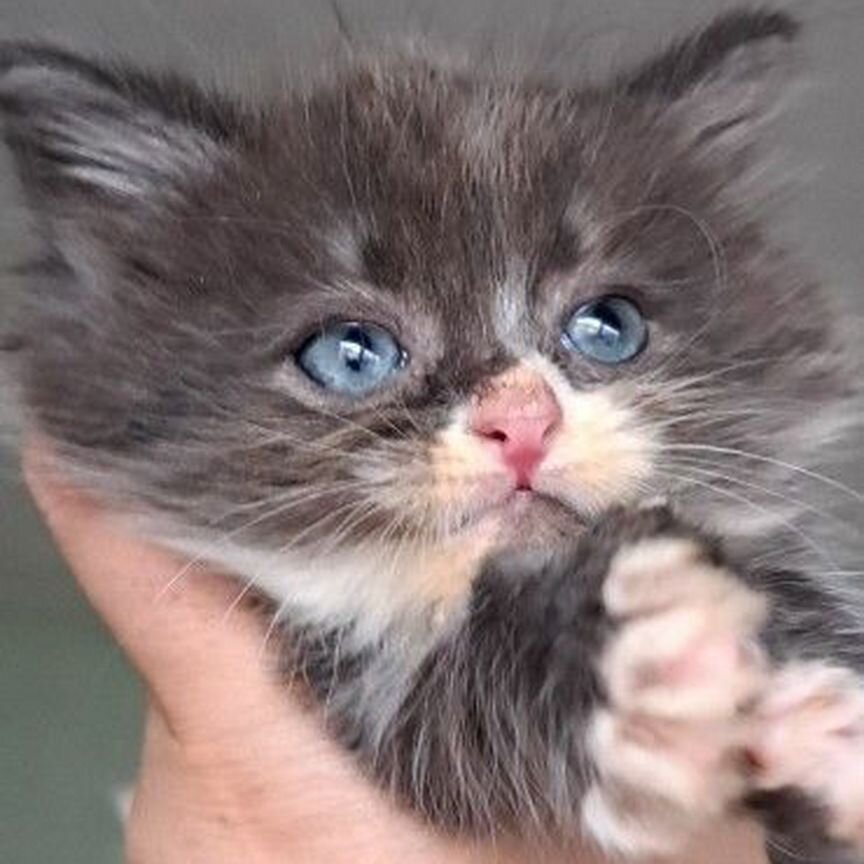 Помесь Мейкун и британки