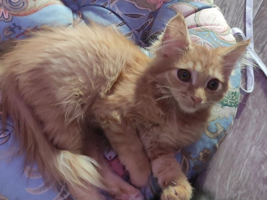 Котята в добрые руки приучены к лотку