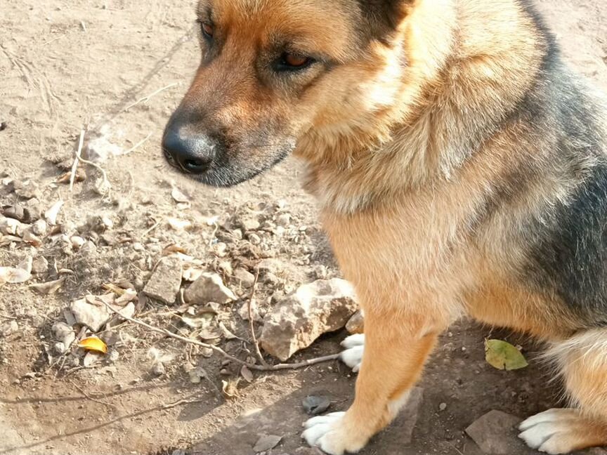 Отдам бесплатно