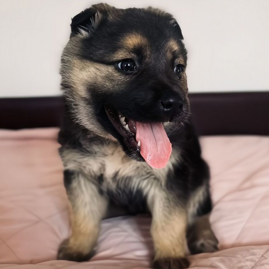 Щенок в добрые руки