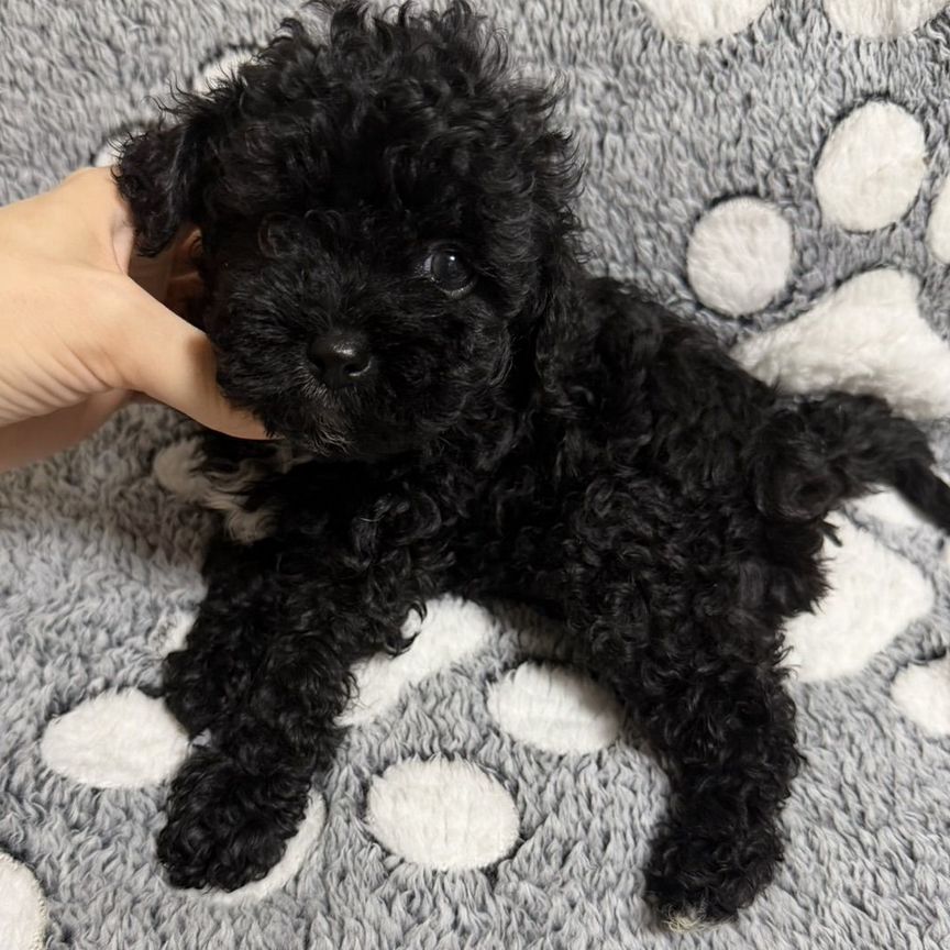 Мальтипу, щенок