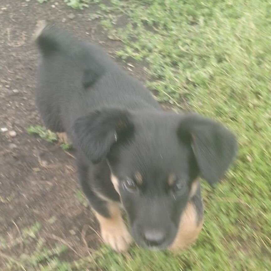 Щенок в добрые руки