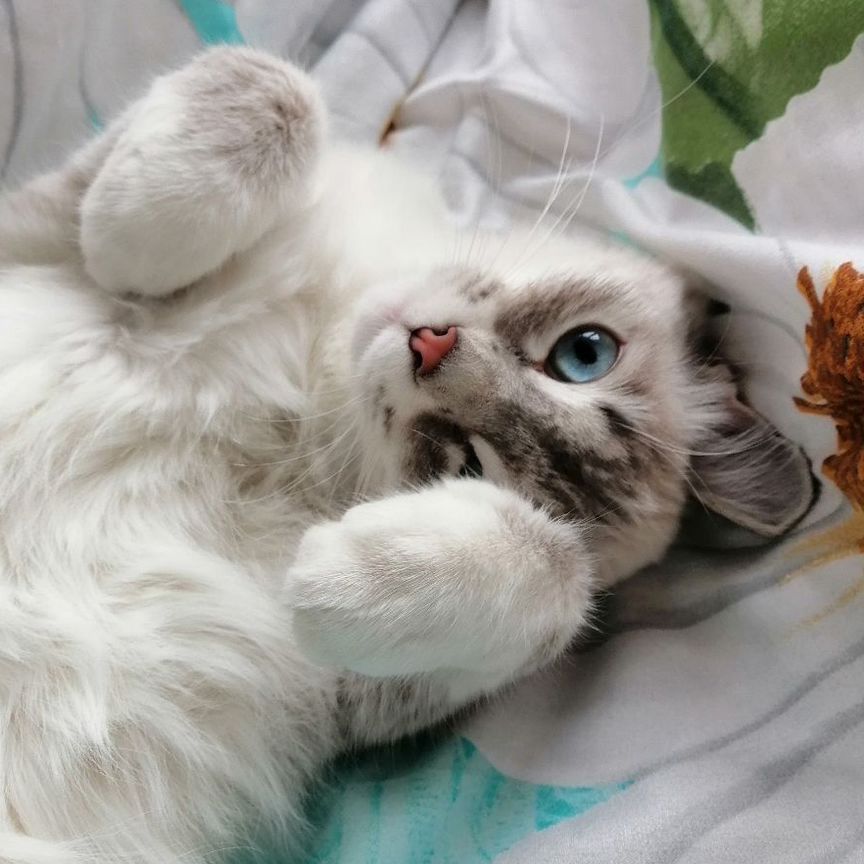 Тайская, взрослая кошка