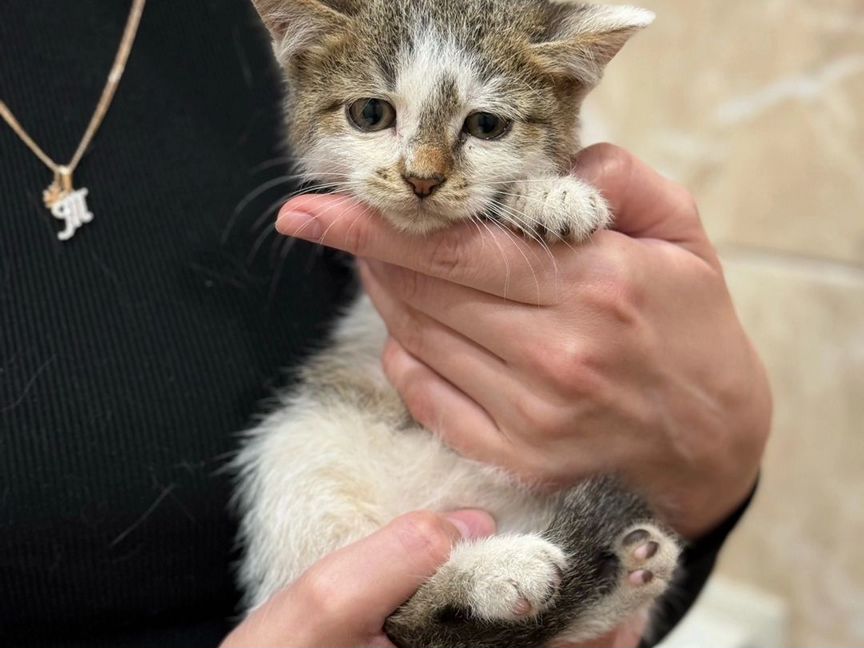 Котята