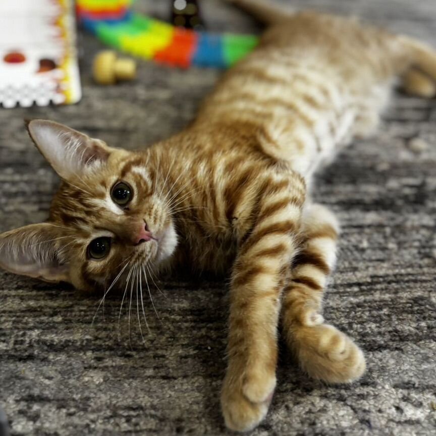 Мейн-кун котёнок