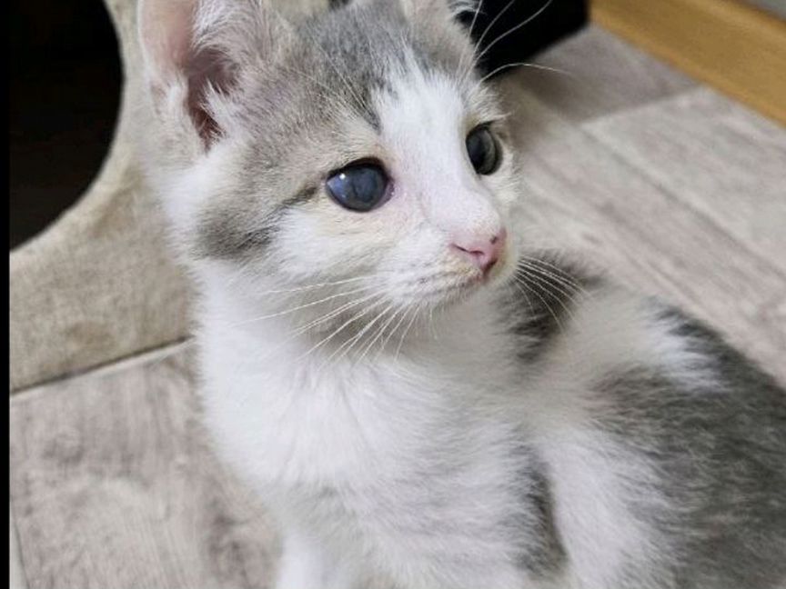 Котёнок Микки 1,5 месяца