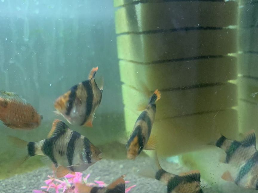 Аквариумные рыбки барбусы