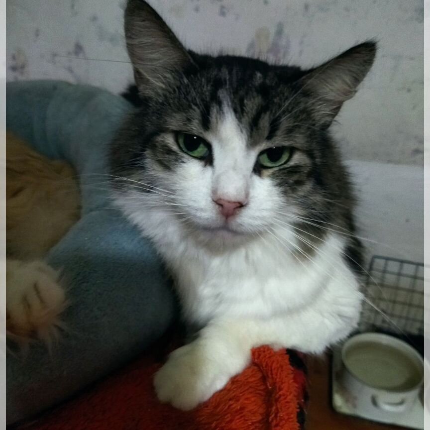 Молодой котик