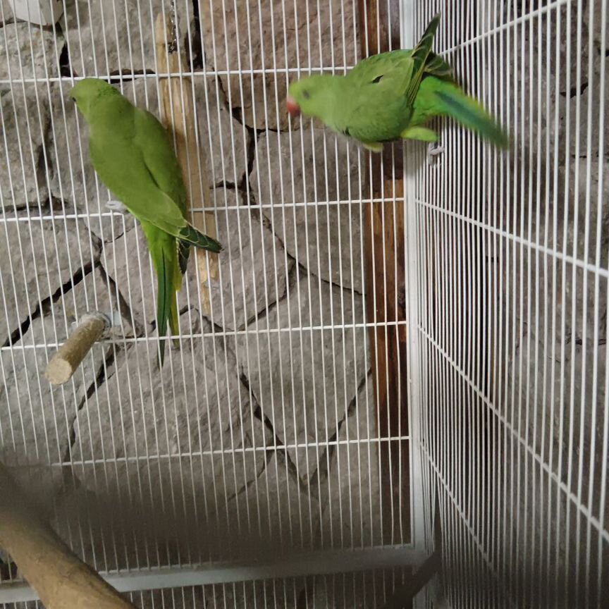 Ожереловый попугай самец