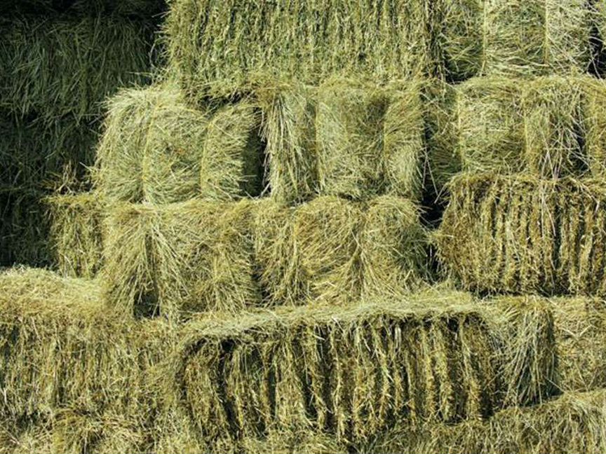 Сено солома в тюках