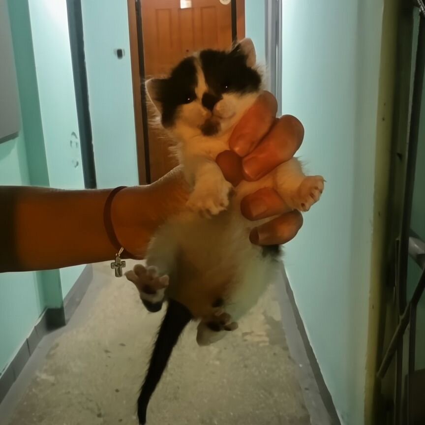 Котёнок в добрые руки