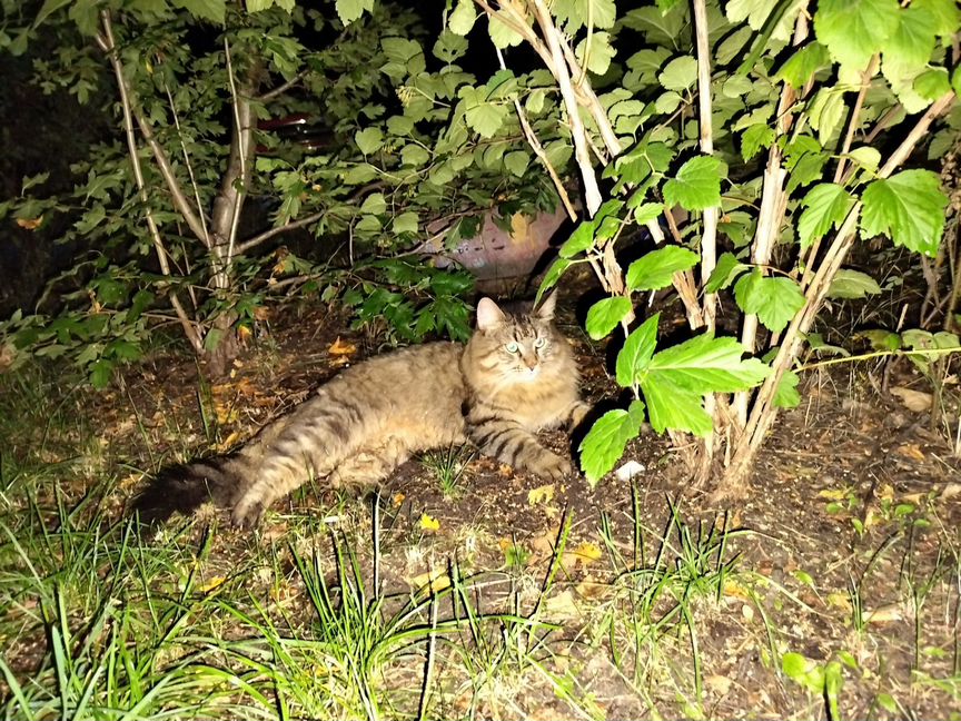 Пушистик потеряшка