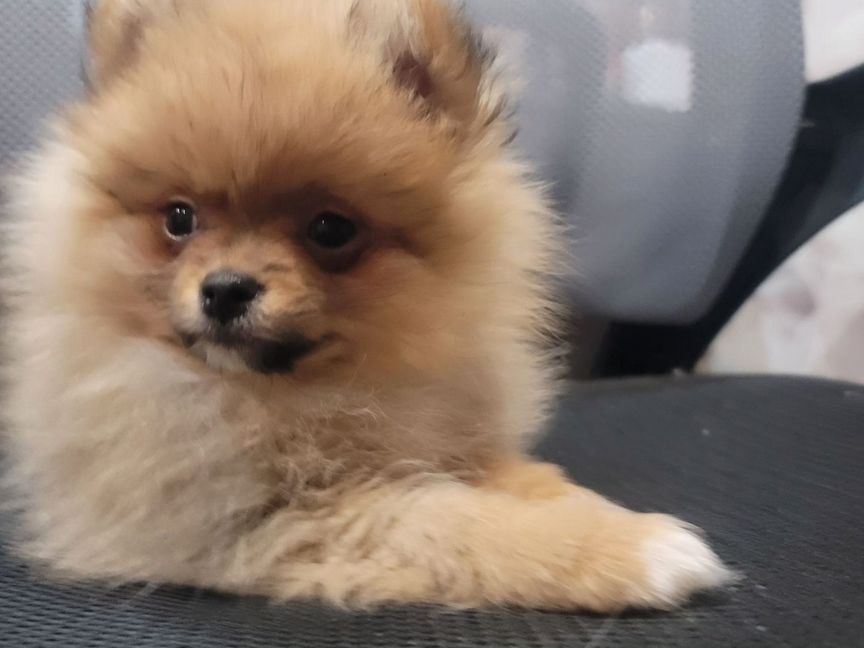 Померанский шпиц мини