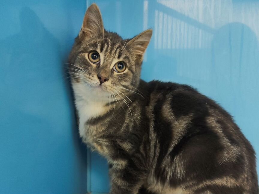 Котенок нуждается в тепле и любви