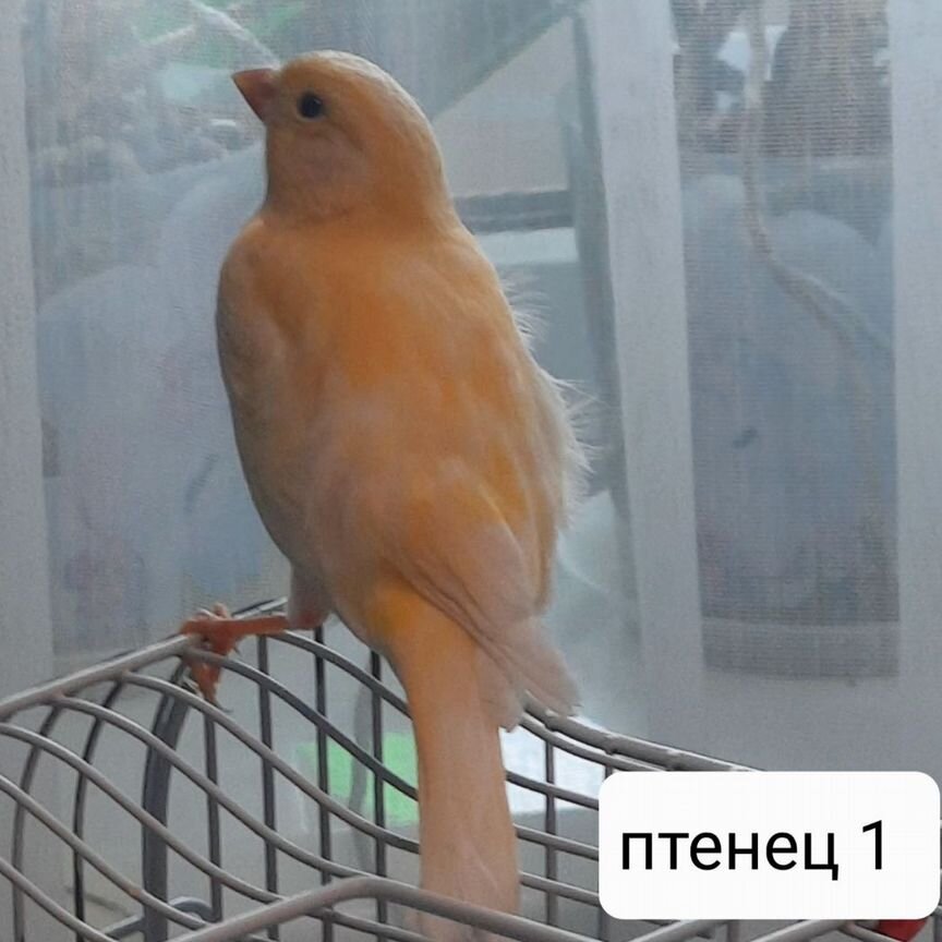 Канарейки
