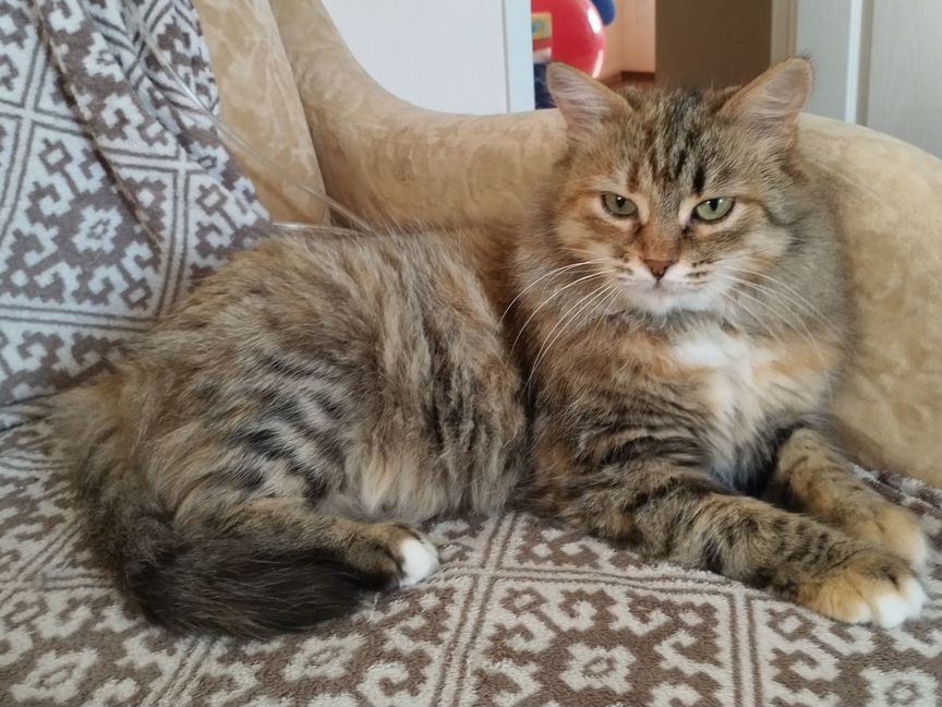 Молоденькая кошка в дар