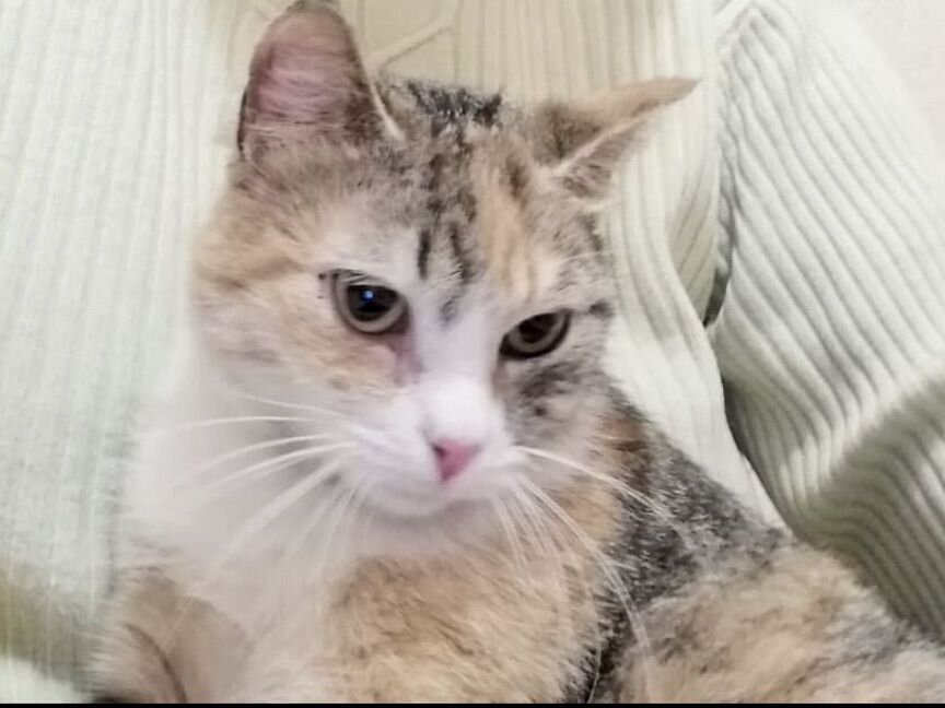 Кошка