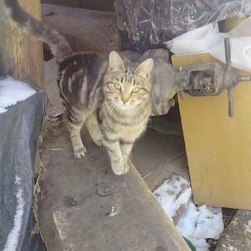 Котенок в добрые руки