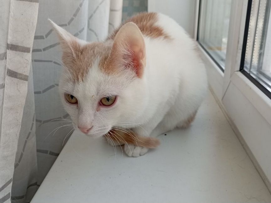 Котенок подросток