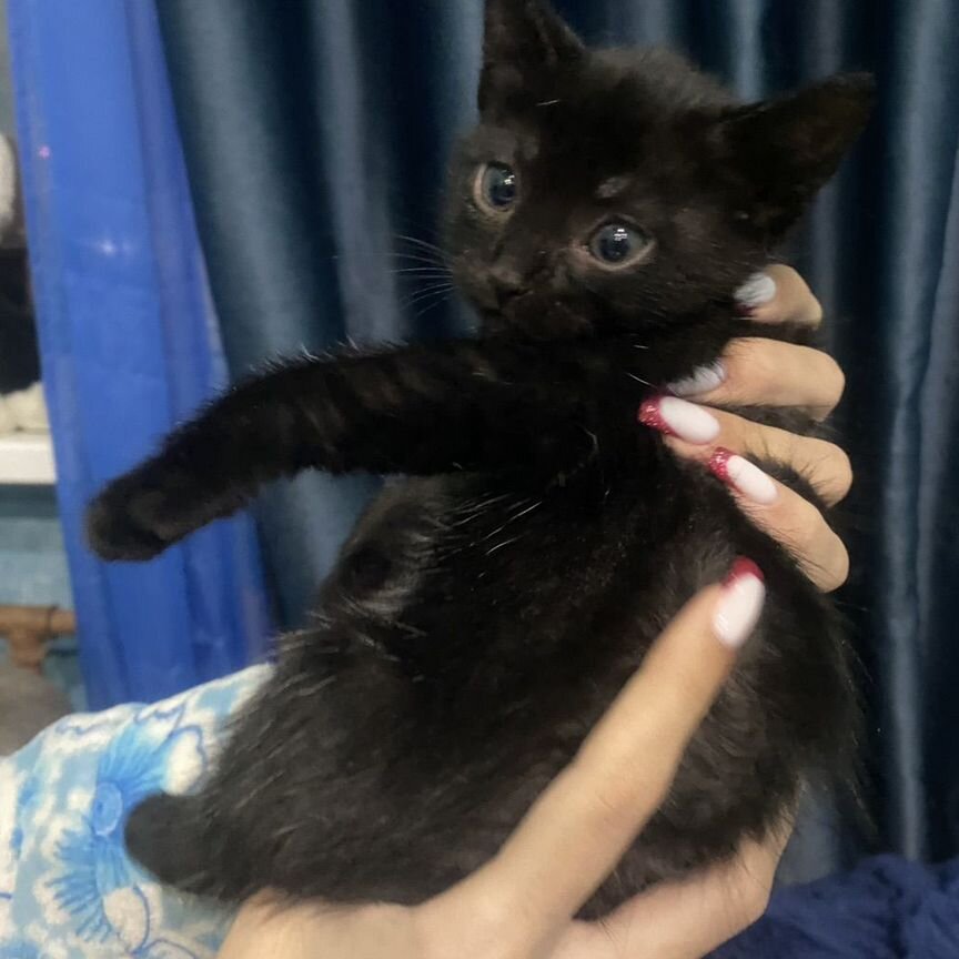Котёнок в добрые руки