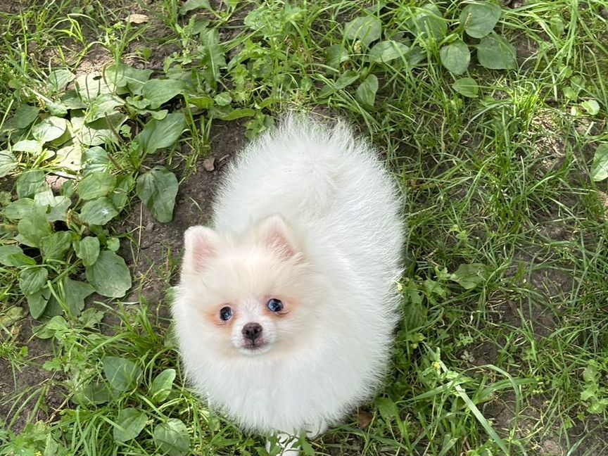 Мини шпиц мальчик