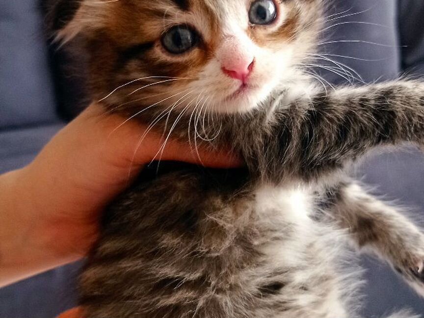 Кошка
