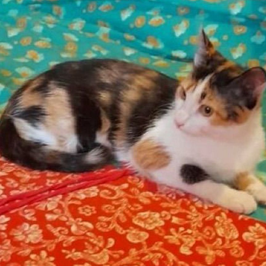 Кошка пятнышко