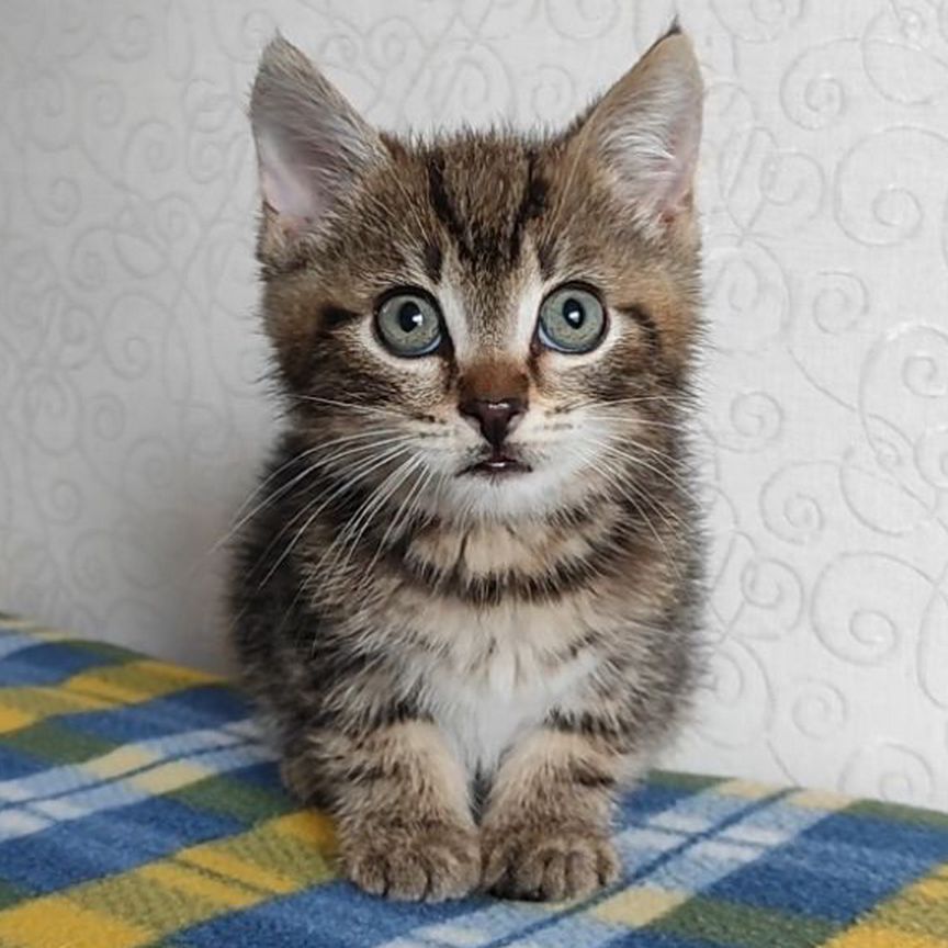 Котёнок мраморëнок. 1.5 мес