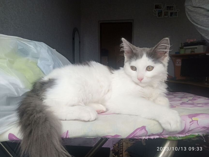 Котик мурлыка