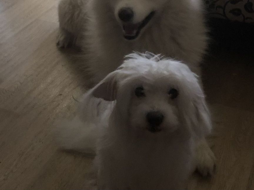 Собака в добрые руки, самоед