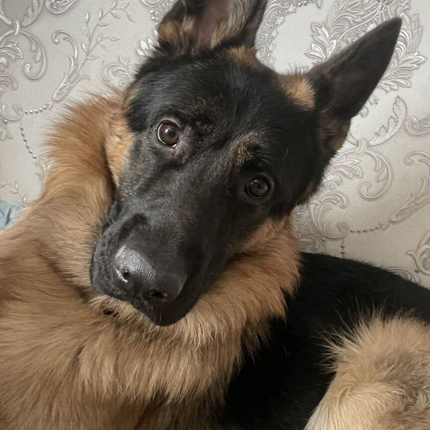 Немецкая овчарка в добрые руки