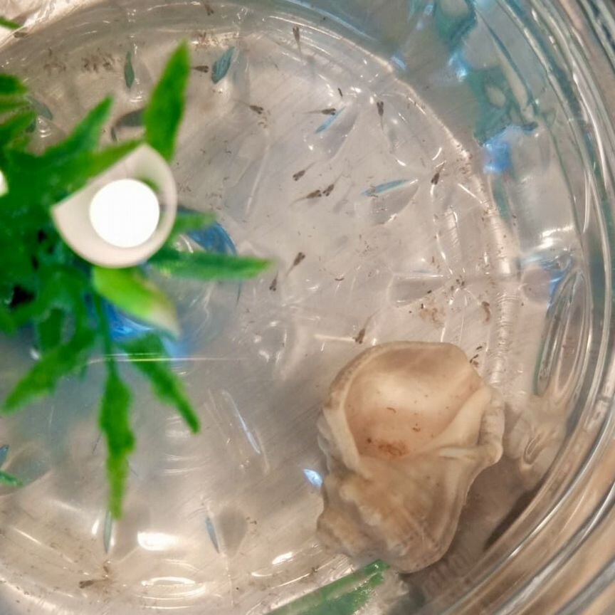 Гуппи(мальки