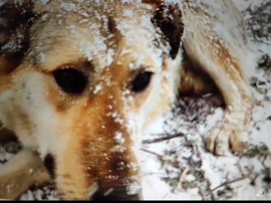 Ищет дом собачка