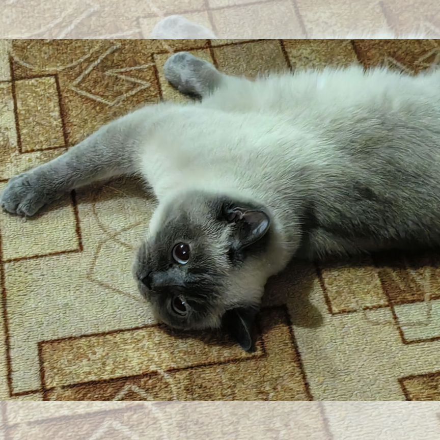 Кошечка скотиш-страйт в окрасе блюпоинт