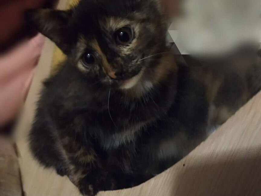 Котёнок девочка в добрые руки в возрасте - 2 мес